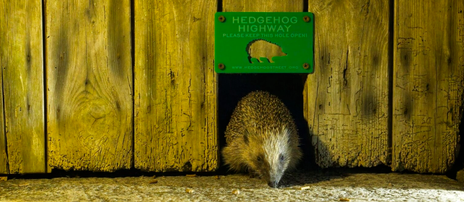 Join a National Campaign to get hedgehog holes in fences » 21st Century ...